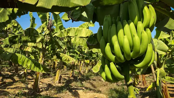 Tödliche Pilzkrankheit: Kann unsere Banane gerettet werden? | mdr.de