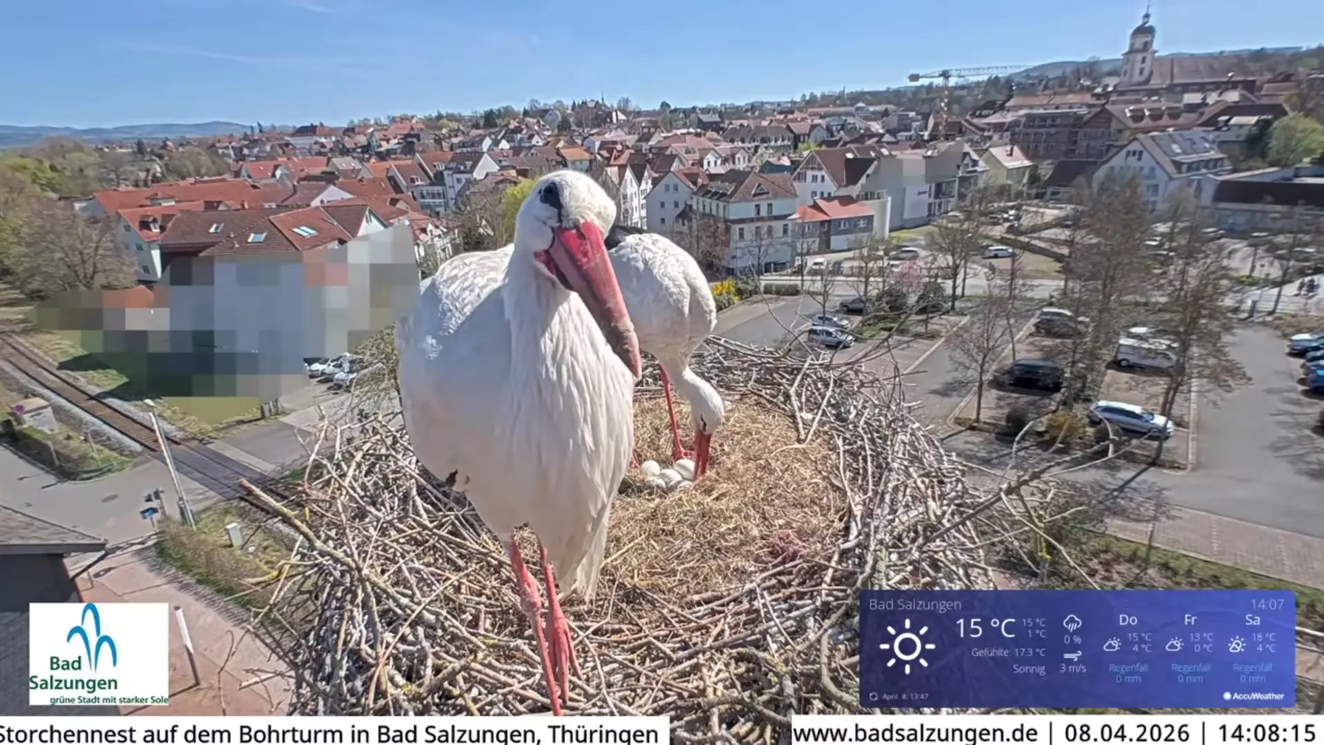 Natur per Webcam: Diese Streams werden oft geklickt | mdr.de