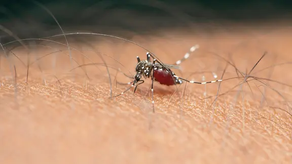 Uni Magdeburg: Mit Mathe gegen Malaria | mdr.de