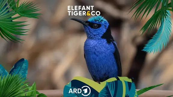 Der Türkisnaschvogel - eine Augen- und Ohrenweide | mdr.de
