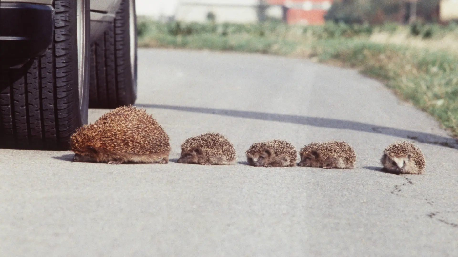 Igel und Maulwurf: Warum wir auch tote Tiere zählen sollen | mdr.de