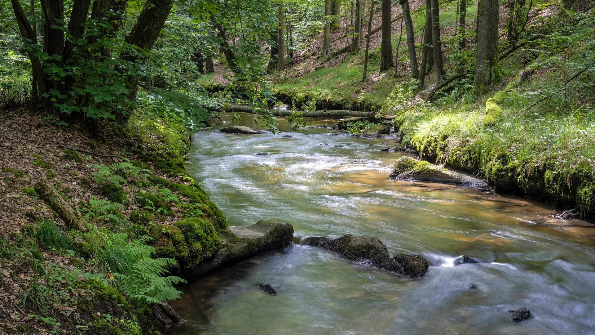 Der Patient Fluss: So kann er gesund leben | mdr.de
