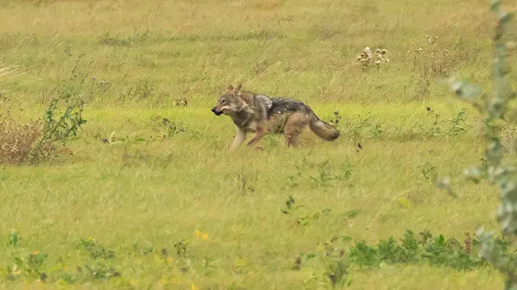 Wolf aus Sachsen-Anhalt für tote Ziegen im Südwesten verantwortlich ...
