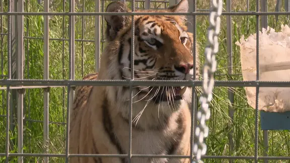 Nach Tiger-Angriff in Schkeuditz: Tierschützer zeigen Halterin an | mdr.de