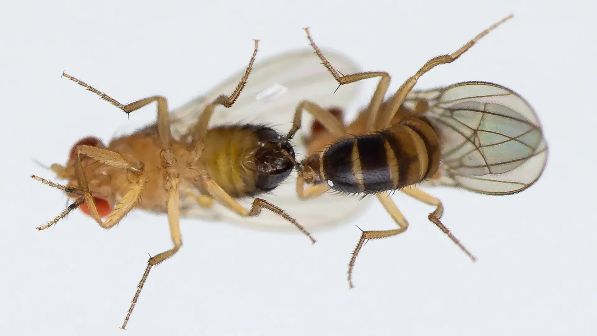 Insektensterben: Ozon verhindert Fliegensex | mdr.de