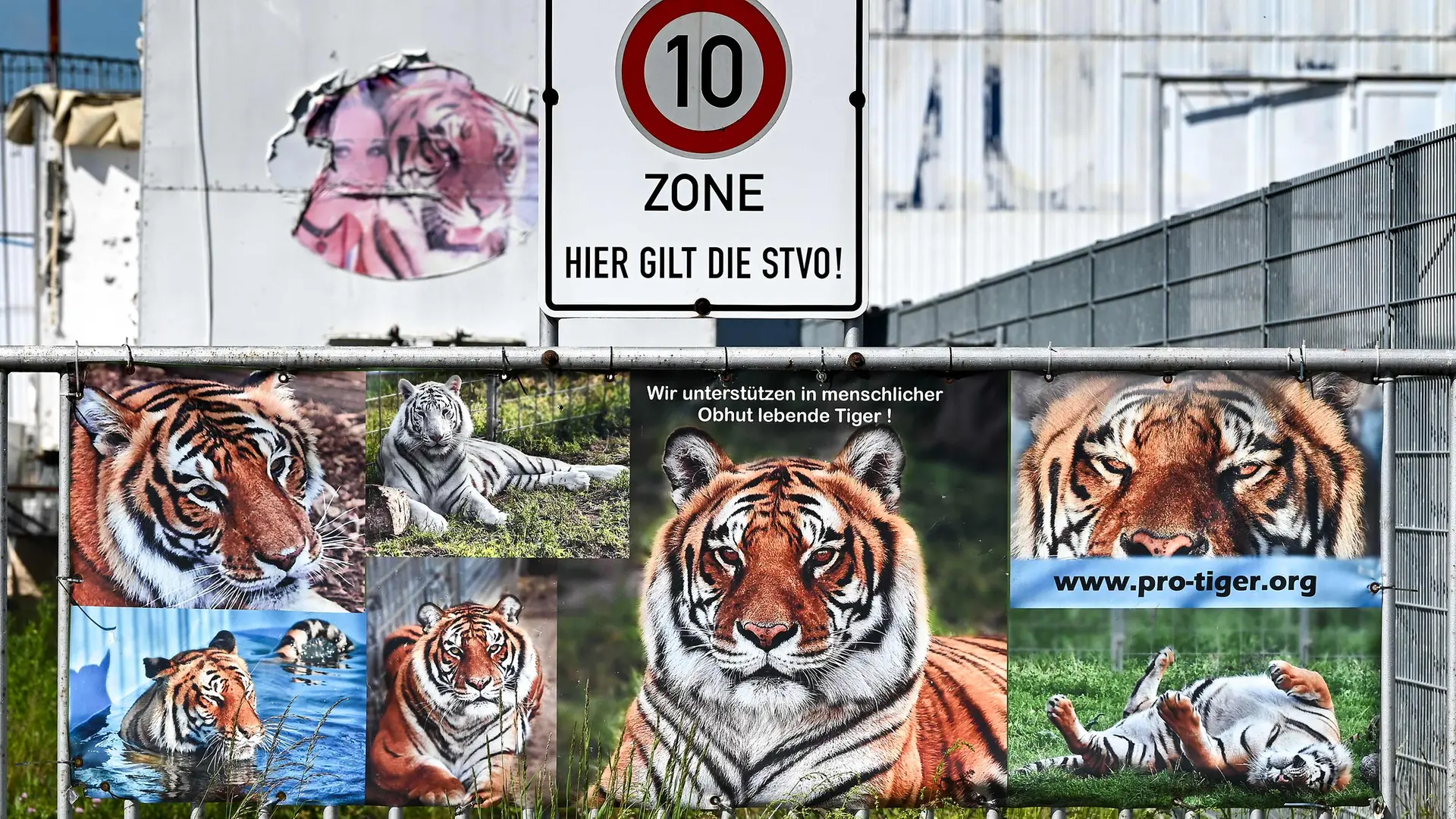 Tiger bei Leipzig ausgebrochen: Wie geht es mit den Raubtieren jetzt ...