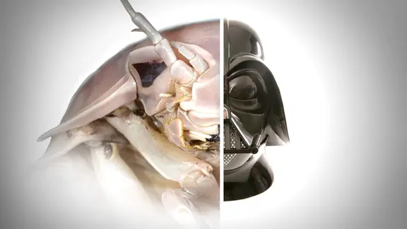 Darth Vader schwimmt im Meer – als riesige Seewanze | mdr.de