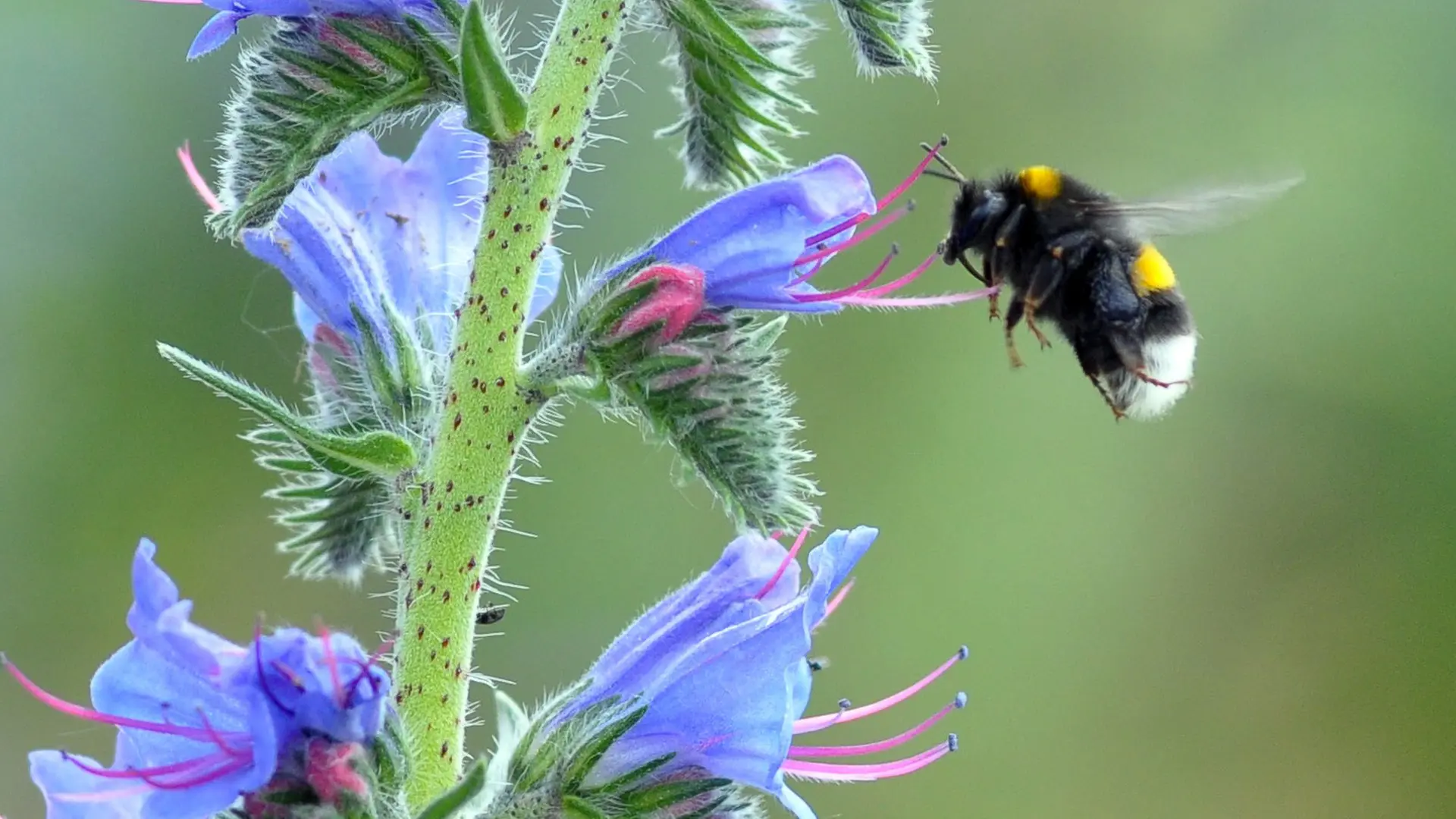 Citizen-Science-Projekt: Thünen-Institut ruft zum Hummeln Melden per ...