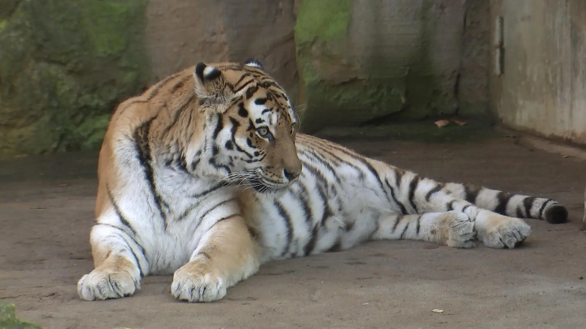 Im Zeichen des Tigers (960) | mdr.de