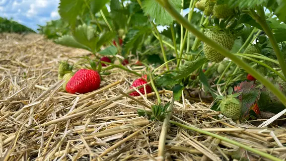 Erdbeer-Selbstpflücke in Thüringen gestartet | mdr.de