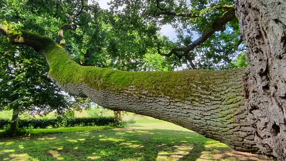 Historische Eiche in Lindstedt zum Nationalerbe-Baum erklärt | mdr.de