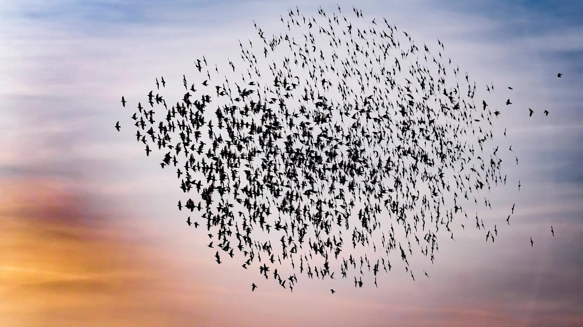 Immer dem Leitvogel hinterher: Wie Stare in der zweiten Reihe ...