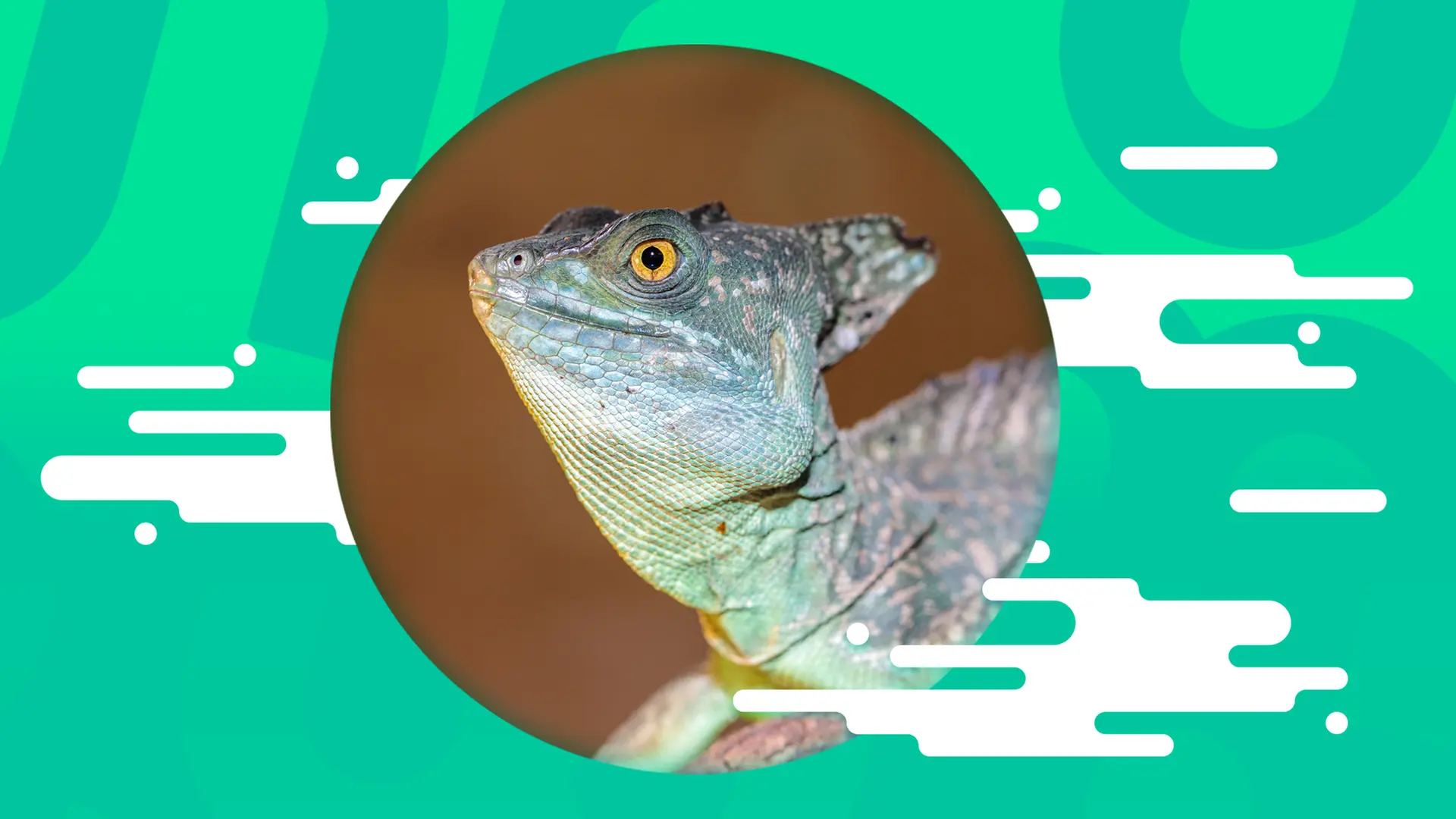 Der Basilisk von Torgau | mdr.de
