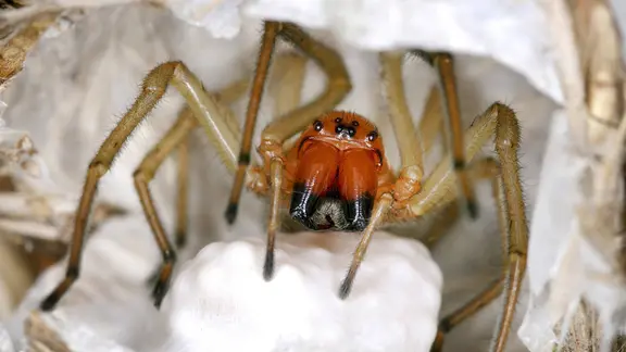 Gefährliche Joro-Spinne? Kein Grund zur Panik | mdr.de
