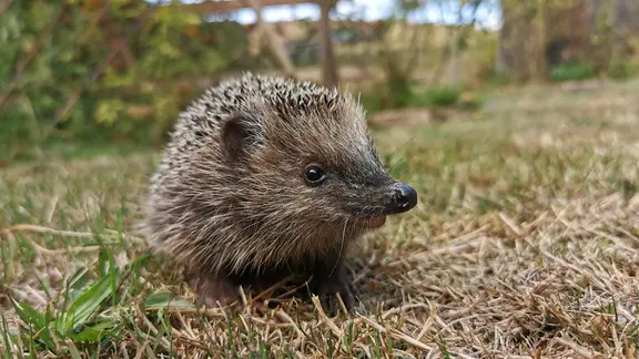 Igel ist Tier des Jahres 2024 – er braucht unsere Hilfe | mdr.de