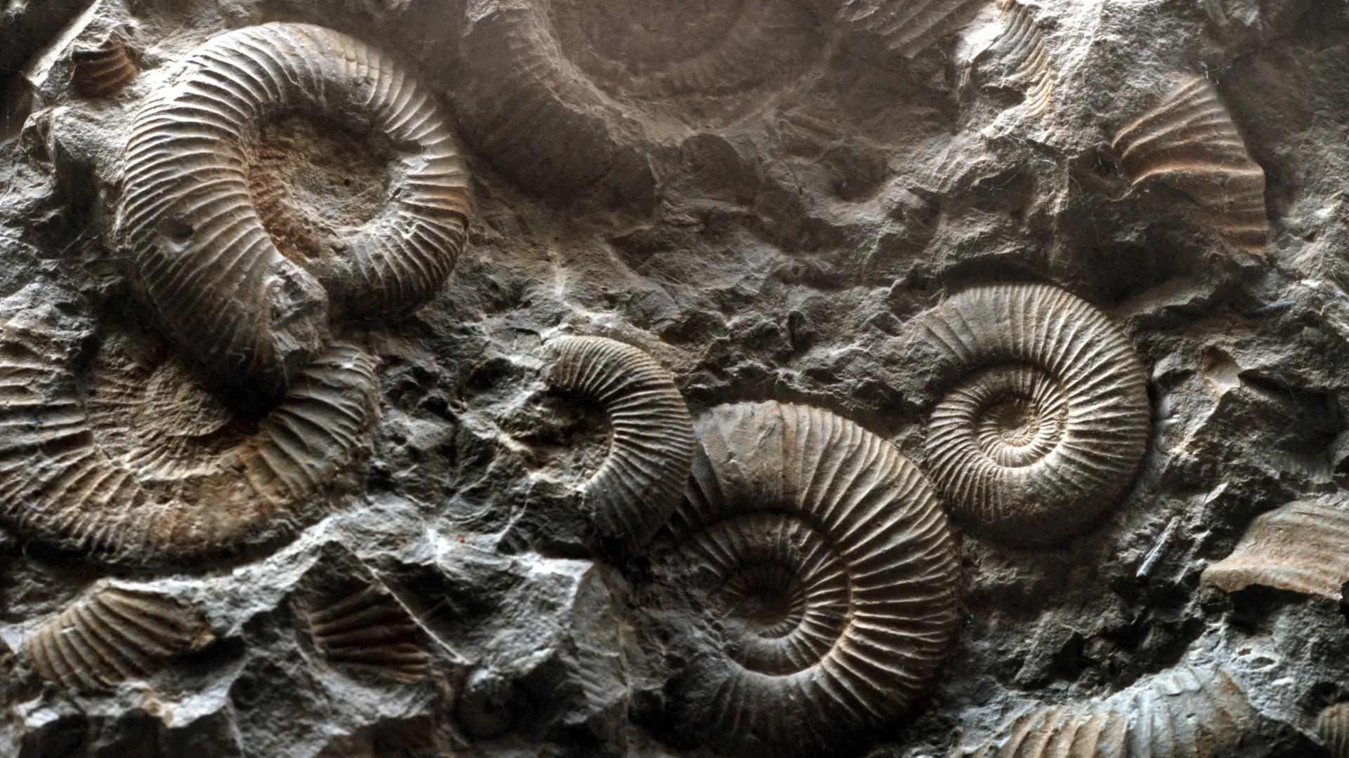 Was Fossilien mit unserer kolonialen Vergangenheit zu tun haben | mdr.de