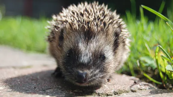 Igel und Maulwurf: Warum wir auch tote Tiere zählen sollen | mdr.de