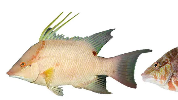 Ein Eber-Lippfisch ändert seine Farbe wie ein Chamäleon – selbst wenn ...