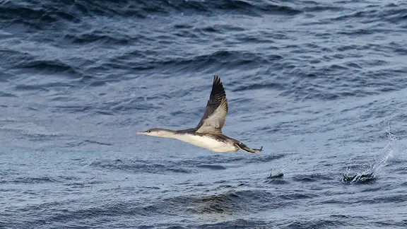 Nordsee: Windräder stehen erstmals wegen Vogelschwärmen still | mdr.de