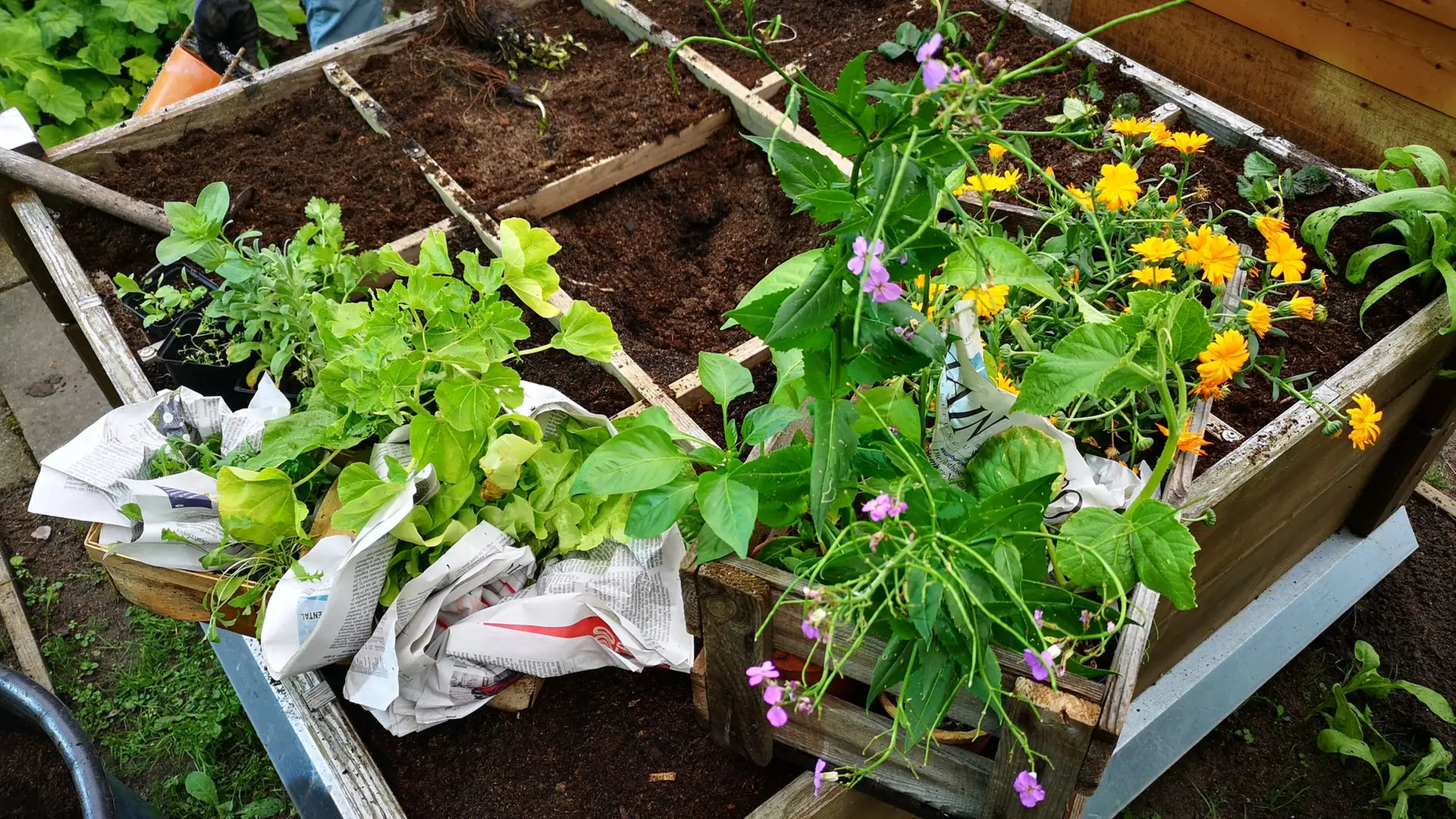 Square Foot Gardening - So funktioniert platzsparendes Gärtnern | mdr.de