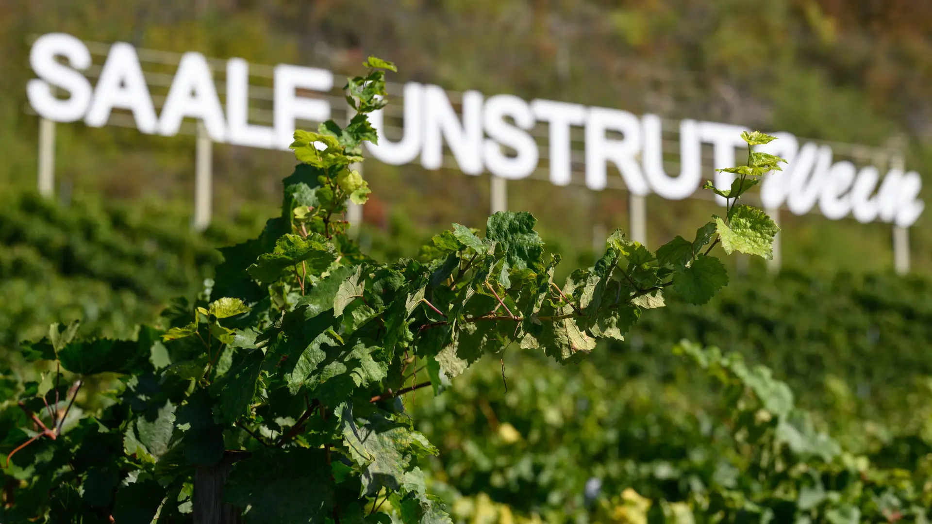 Winzer an Saale und Unstrut freuen sich über gute Weinernte | mdr.de