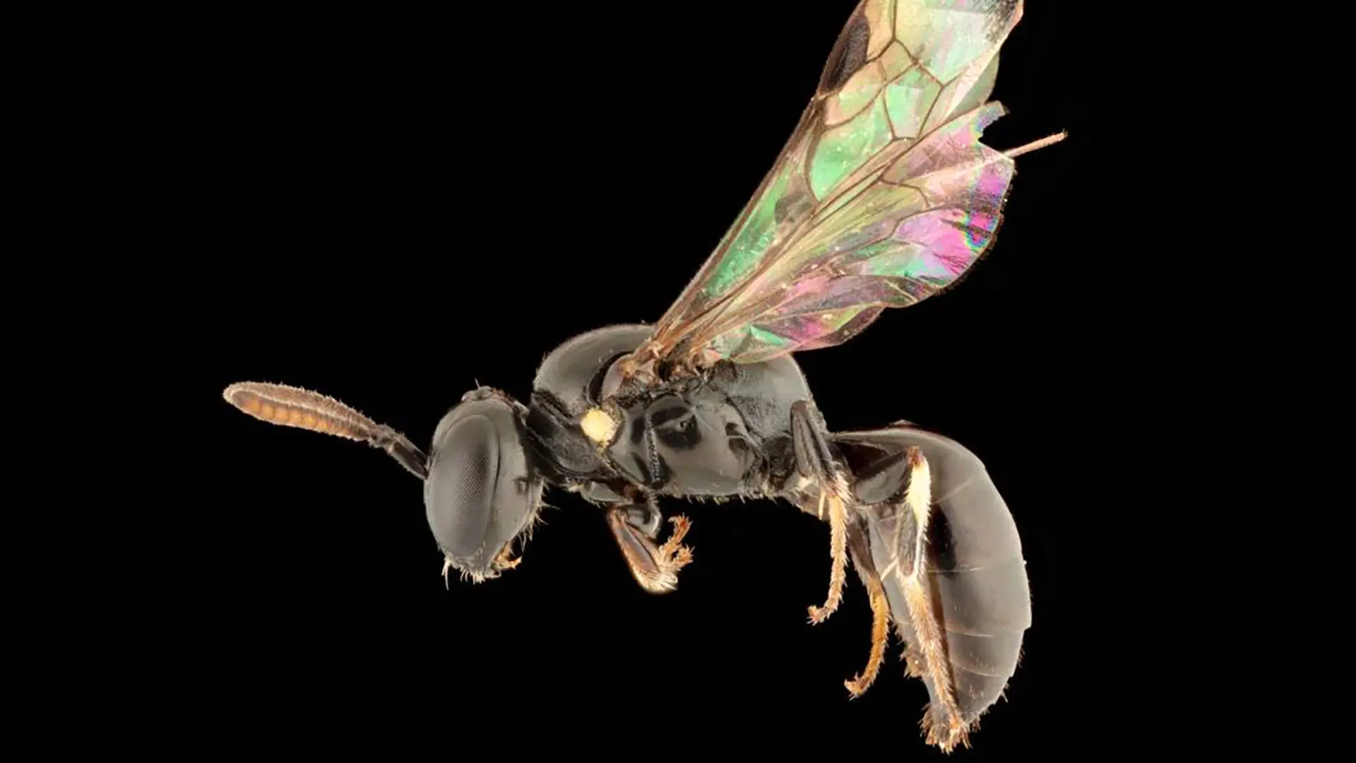 Aufgeklärt: Das rätselhafte Insel-Hopping winziger Bienen | mdr.de